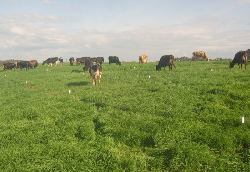 AgroCeleiro – Forrageiras de inverno incrementam produção de leite AgroCeleiro – Forrageiras de inverno incrementam produção de leite
